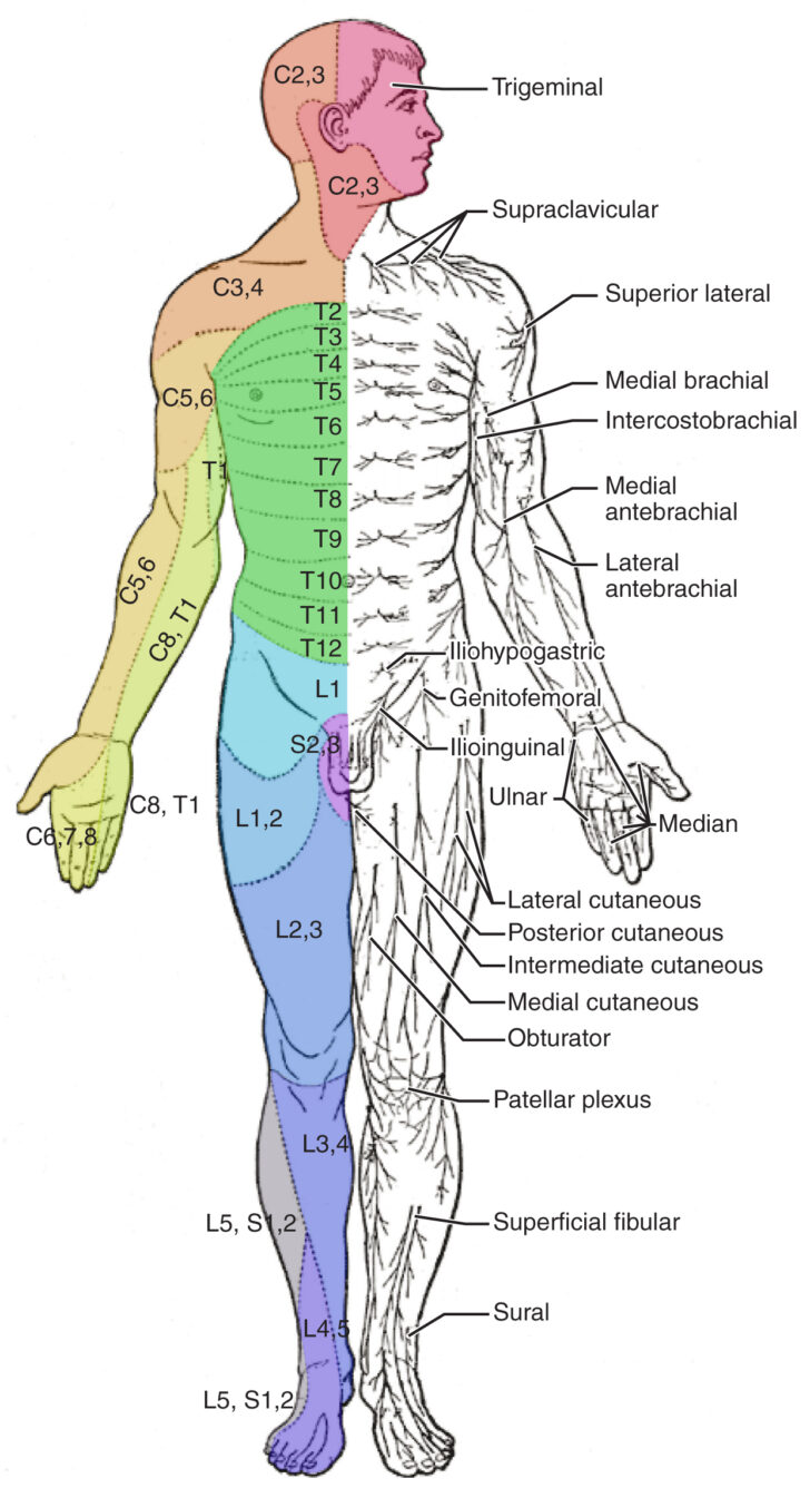 16 4 The Sensory And Motor Exams By Openstax Page 2 29 Jobilize Dermatome Map
