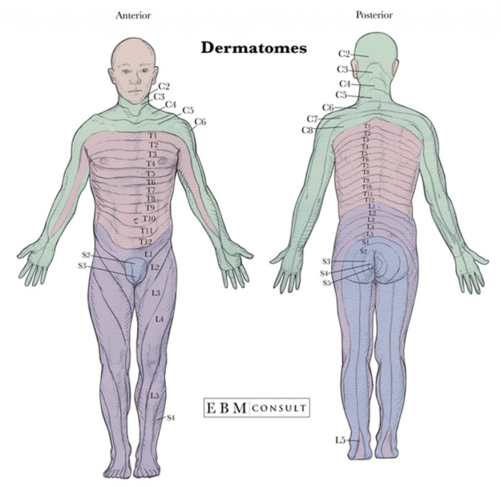 Anatomy Dermatomes Full Body Anterior Posterior Image Intended For | Dermatome Map