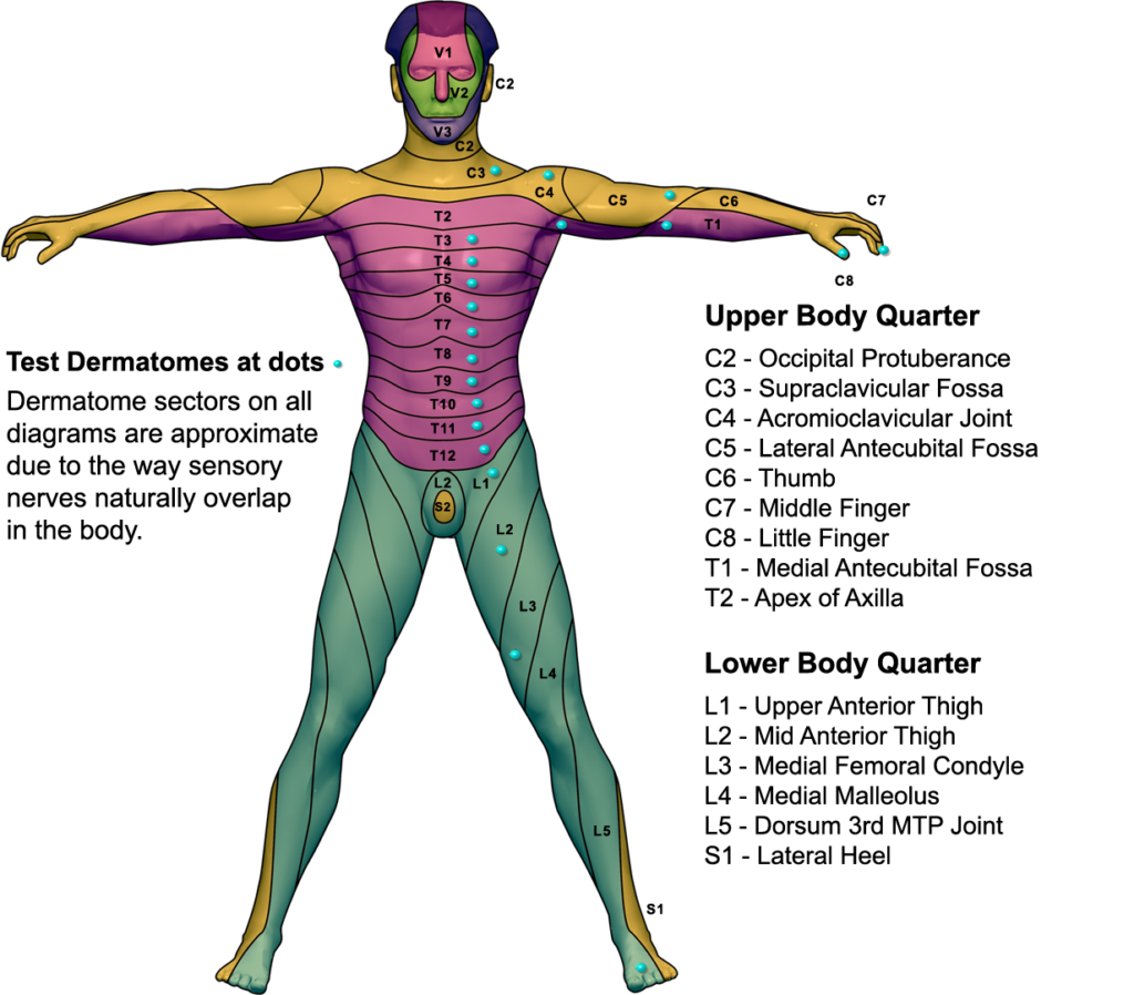 Anterior Dermatome Map QxMD | Dermatome Map