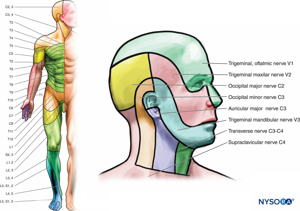 C1 Dermatome Pictures To Pin On Pinterest PinsDaddy | Dermatome Map