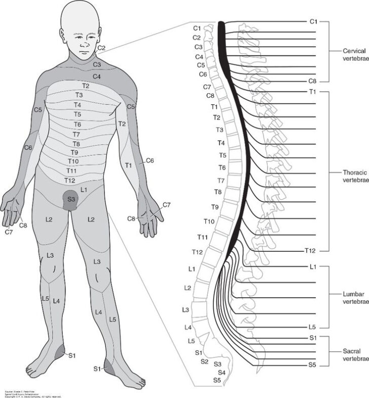 Dermatome Map Google Search Map Google Search Google | Dermatome Map