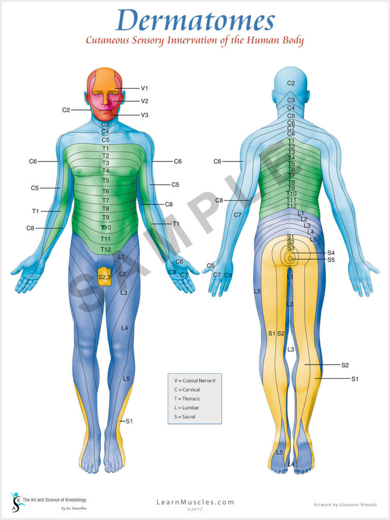 Dermatomes 18 Quot X 24 Quot Premium Poster Learn Muscles | Dermatome Map