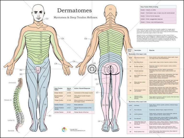 Dermatomes Nerve Poster | Dermatome Map
