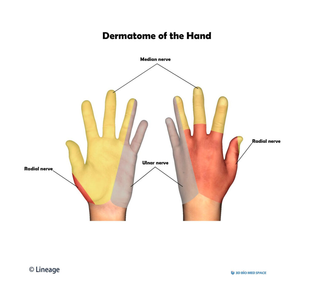 Dermatomes Neurology Medbullets Step 1 | Dermatome Map