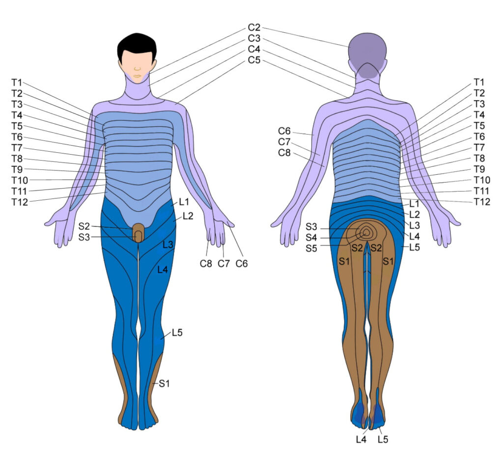Dermatome Map