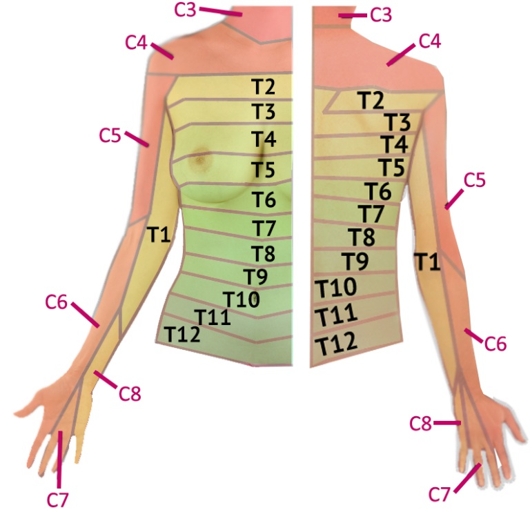 Pelvic Girdle Muscles Google Search Tmj Pelvic Girdle Ortho | Dermatome Map