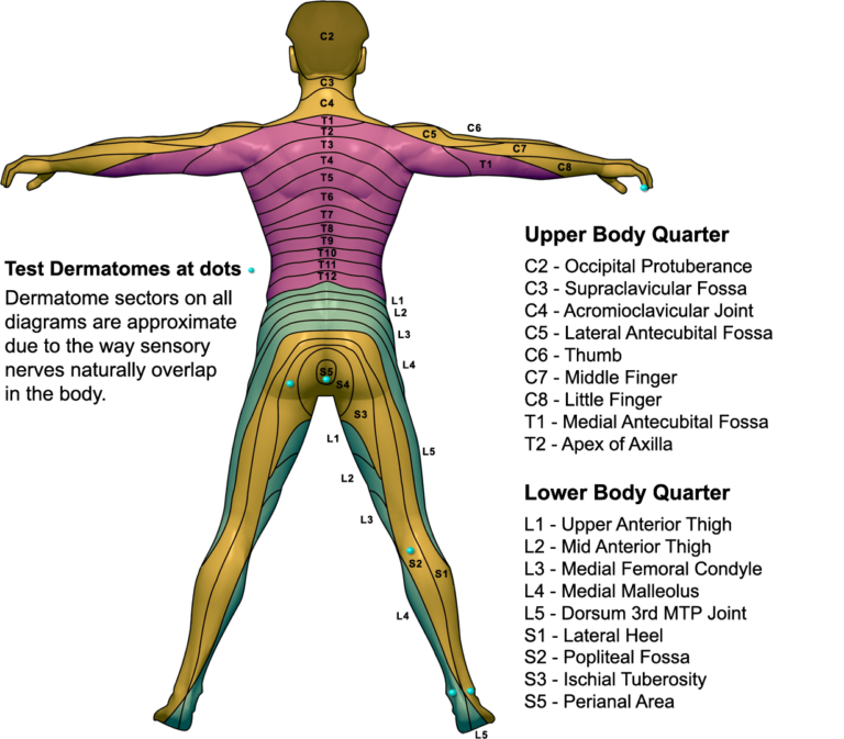 Posterior Dermatome Map QxMD | Dermatome Map