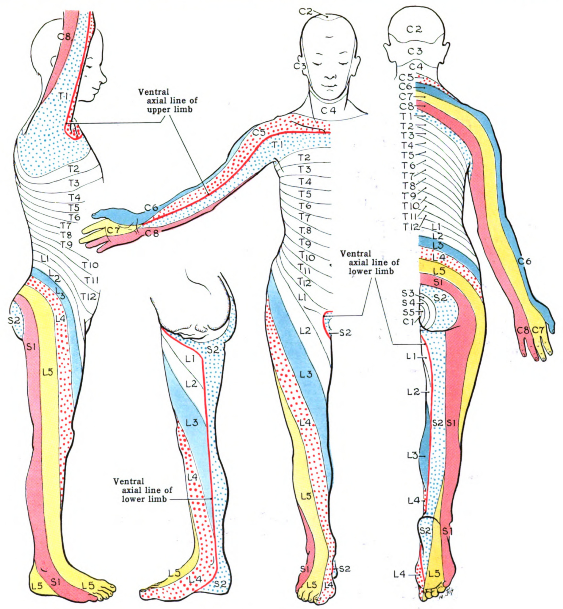 Spinal Nerve Radiculopathy Nerve | Dermatome Map